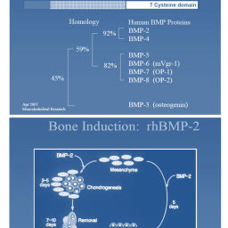 Bone Morphogenetic Proteins – An Update – Biomedical and Pharmacology ...