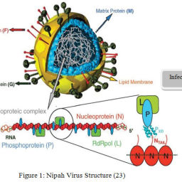 Nipah Virus: An Outbreak of Deadly Paramyxvirus – Biomedical and ...