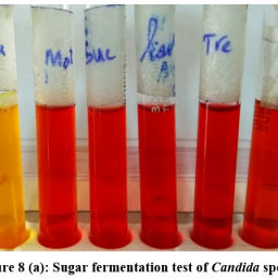 Antifungal Resistant in Non-Albicans Candida Species are Emerging as a ...