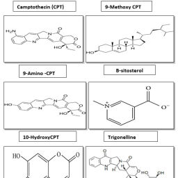 Review on Camptothecin Producing Medicinal Plant: Nothapodytes ...