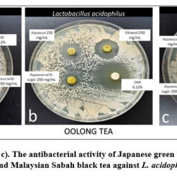 Antimicrobial Efficiency of Different forms of Tea extract (Camellia ...