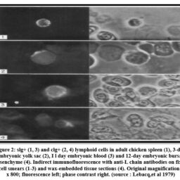 Analysis of the Development of B-Cell Precursors in Day Three Incubated ...
