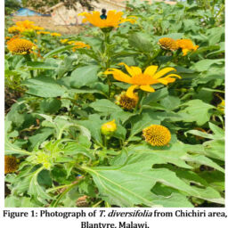 Antibacterial Activity of Crude Aqueous Extracts of Tithonia ...