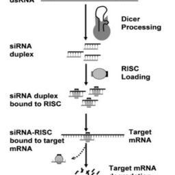 Small Interfering RNA Drug Delivery System in Cancer – Biomedical and ...