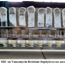 Identification of vanA gene on Vancomycin-Resistant Staphylococcus ...