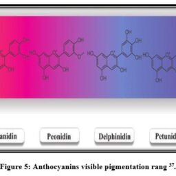 A Summary of the Pharmacological Activity, Phytochemistry, and ...