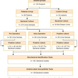 Uropathogenic Infection Associated with Prostate Hypertrophy and ...