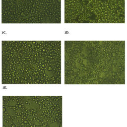 Assessment of Apoptosis-inducing Potential of Cyclopeptide RA-V on ...