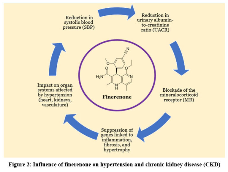 Mechanistic Understanding of Finerenone in Hypertension Management: A ...